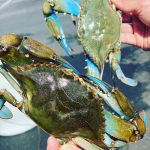 Menu – Geresbecks Crabs